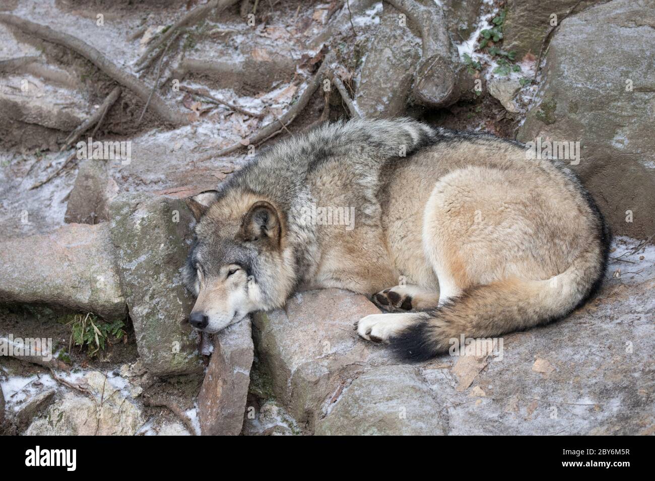 A lone Timber wolf or Grey Wolf Canis lupus resting on a rocky cliff in ...