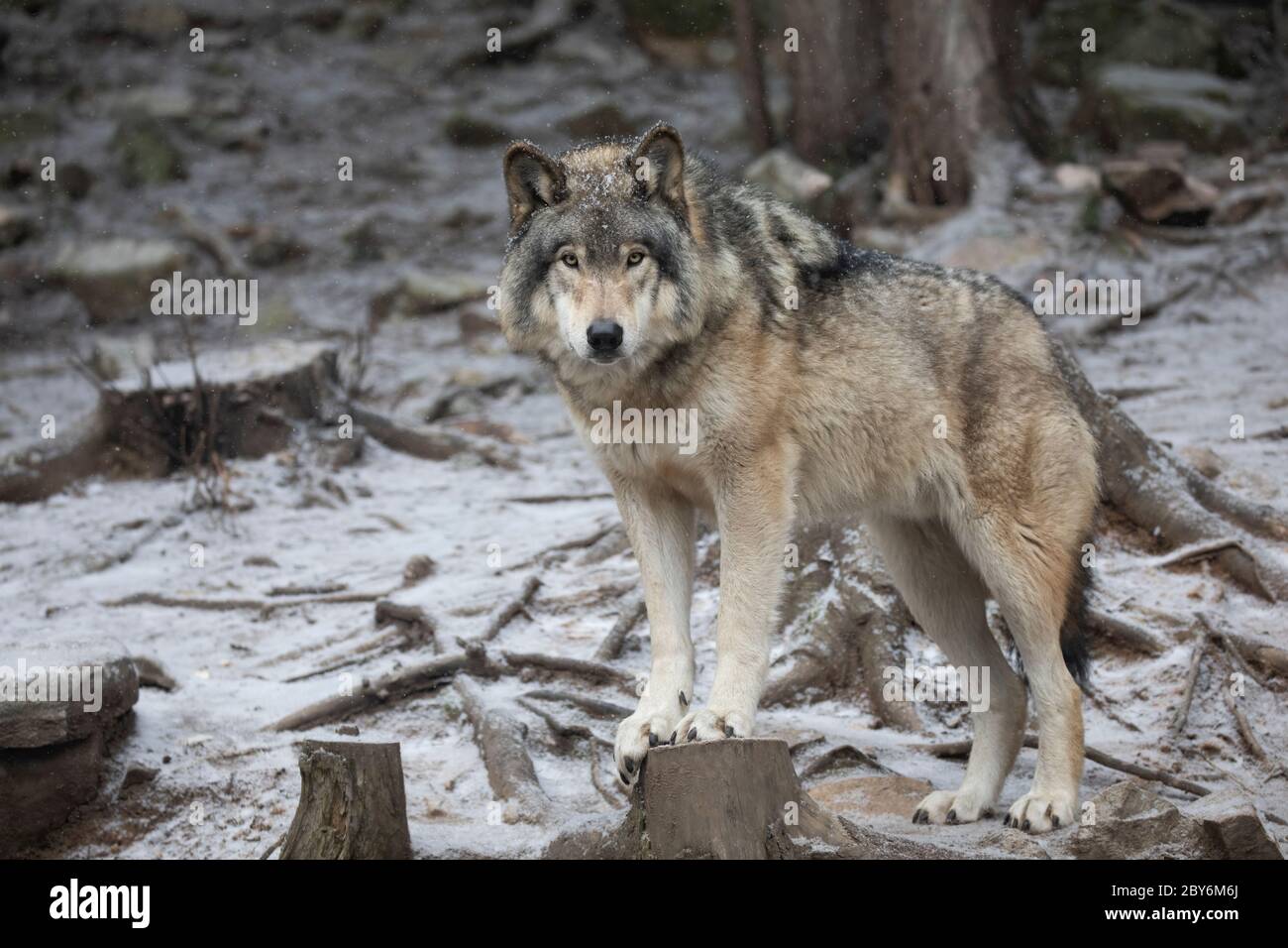 A lone Timber wolf or Grey Wolf Canis lupus portrait standing on a tree ...