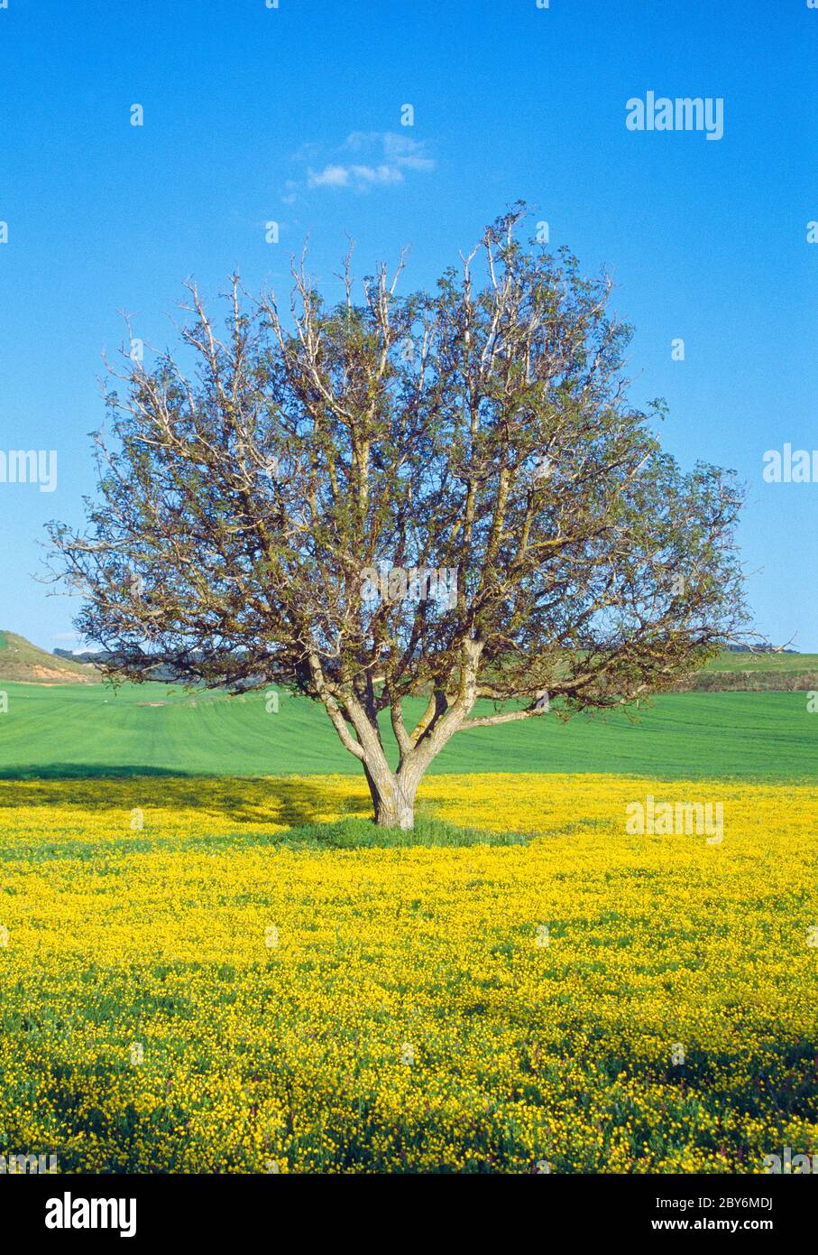 Tree in flowered field. Guadalajara, Spain Stock Photo - Alamy
