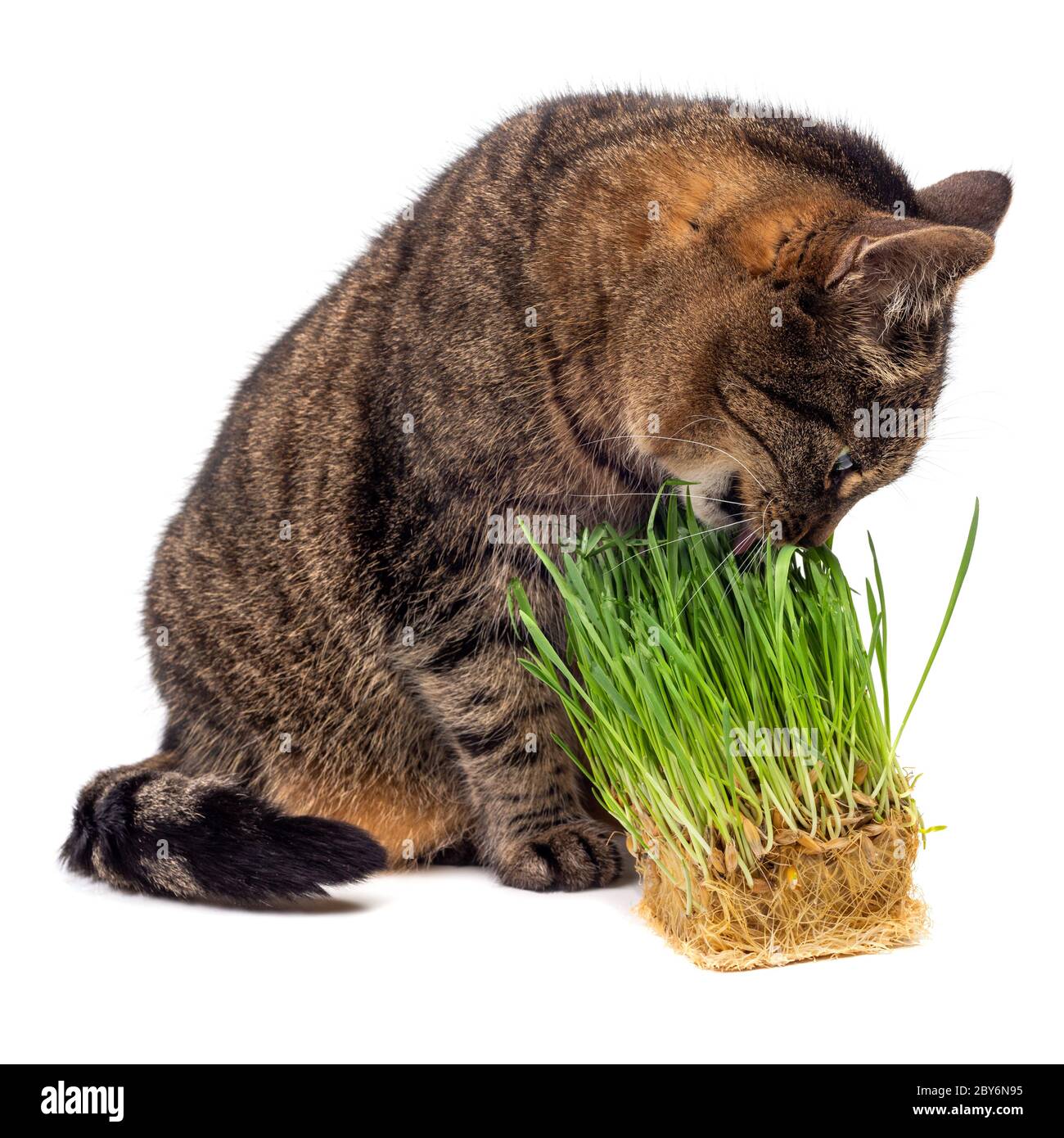 Close up tabby domestic Cut Out Stock Images & Pictures - Alamy