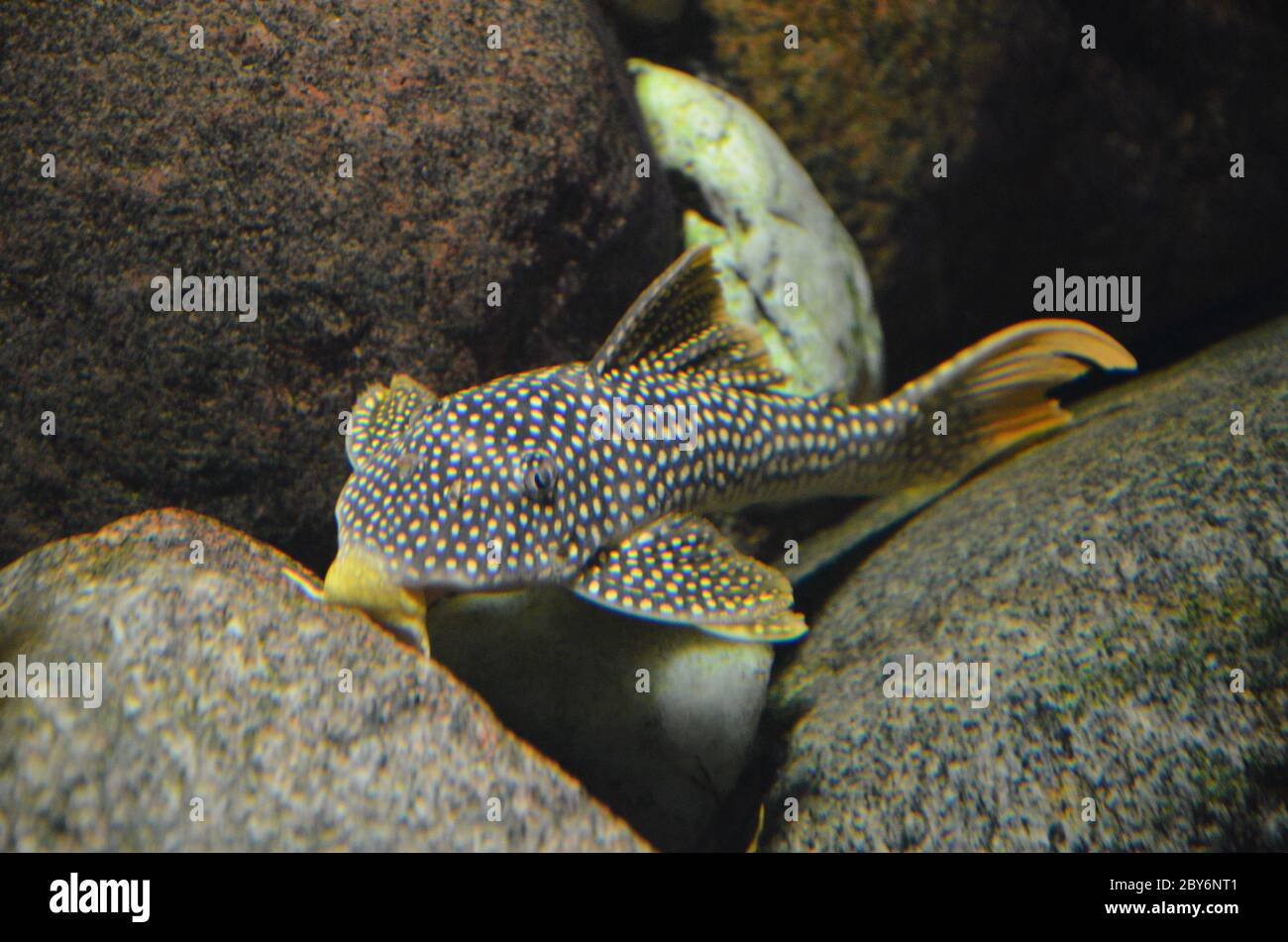Tropical fish in aquarium, Berlin Stock Photo - Alamy