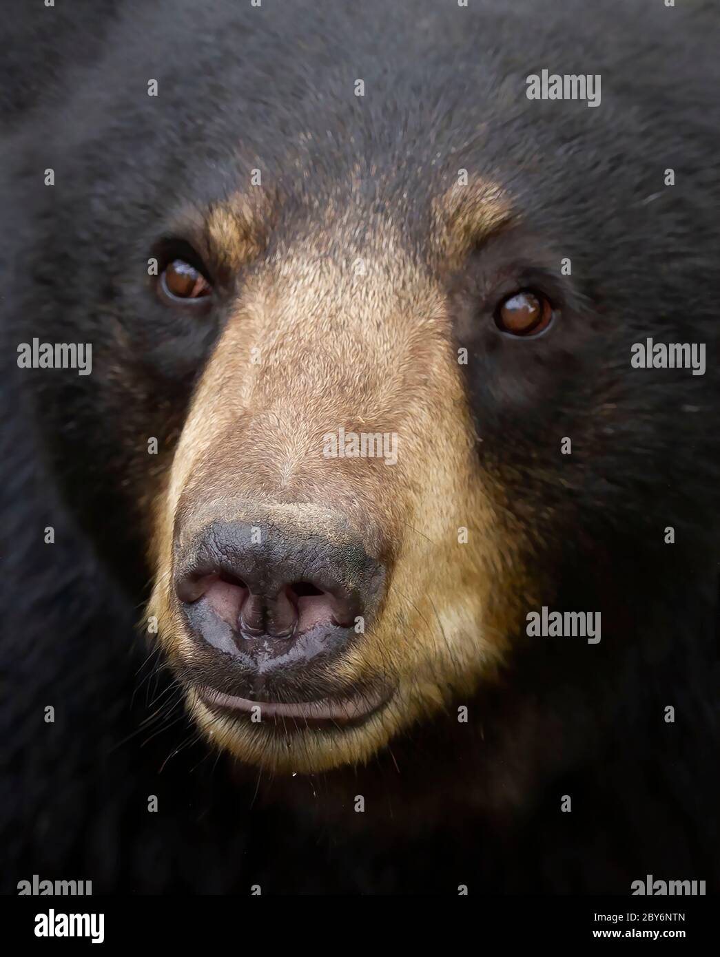 American black bear close up hi-res stock photography and images - Alamy