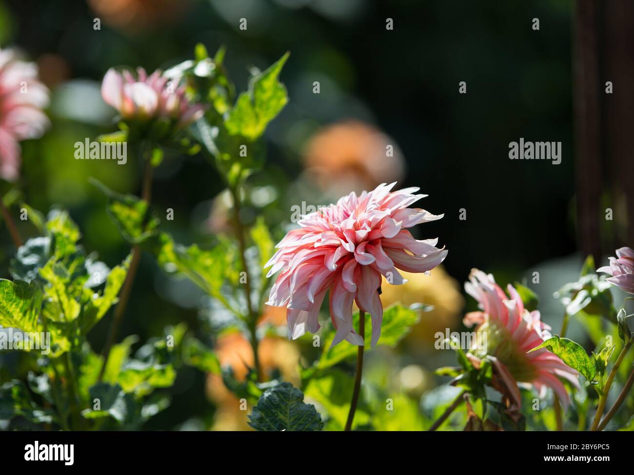 Flower of pink dahlia in the garden Stock Photo - Alamy