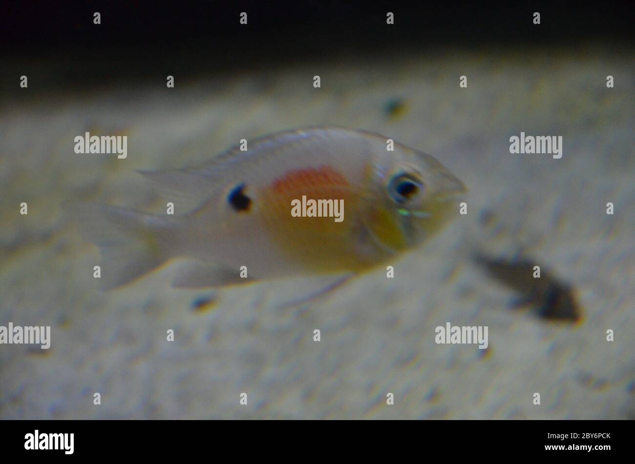 Tropical fish in aquarium, Berlin Stock Photo - Alamy