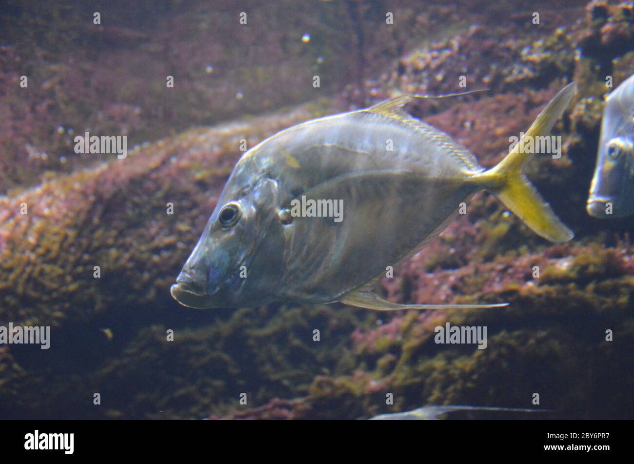 Lockdown fish Selene dorsalis Atlantic, aquarium Berlin Germany Stock ...