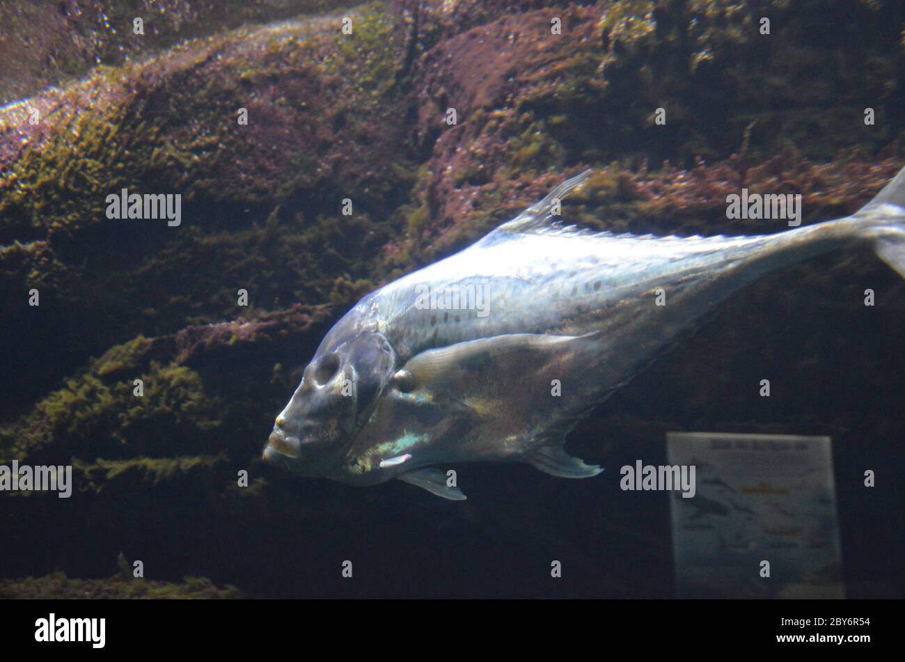 Lockdown fish Selene dorsalis Atlantic, aquarium Berlin Germany Stock ...