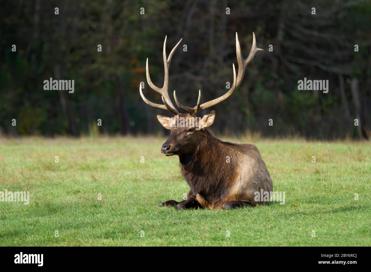 Elk season hi-res stock photography and images - Alamy