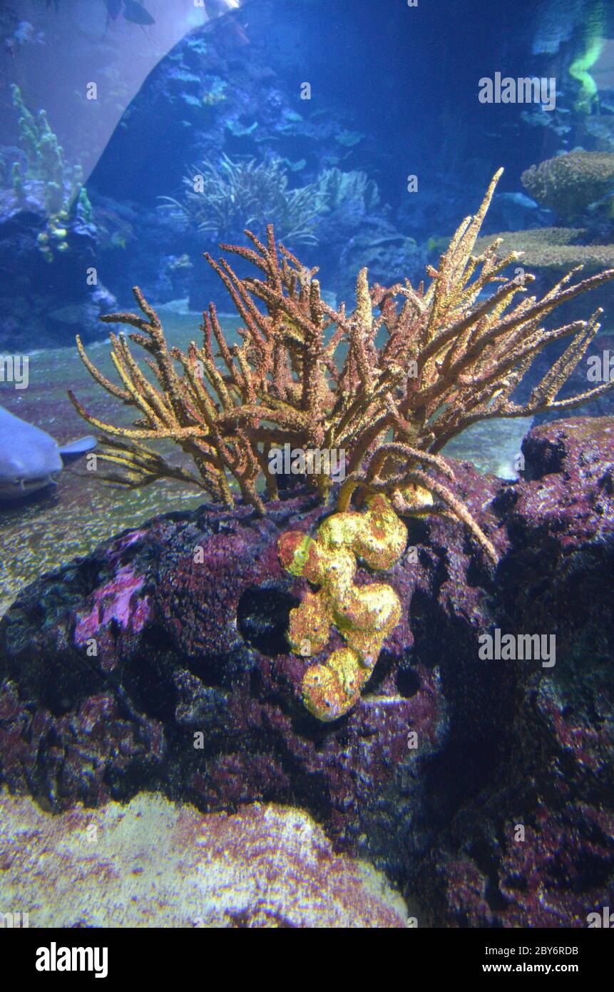 Coral in the Berlin Aquarium, Germany Stock Photo - Alamy