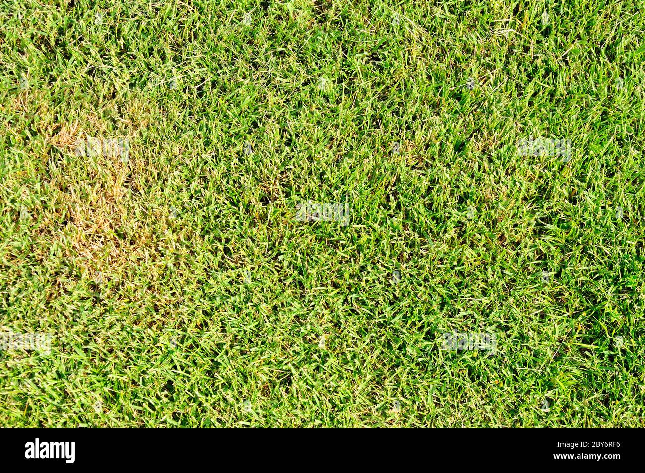new spring green grass for design Stock Photo - Alamy