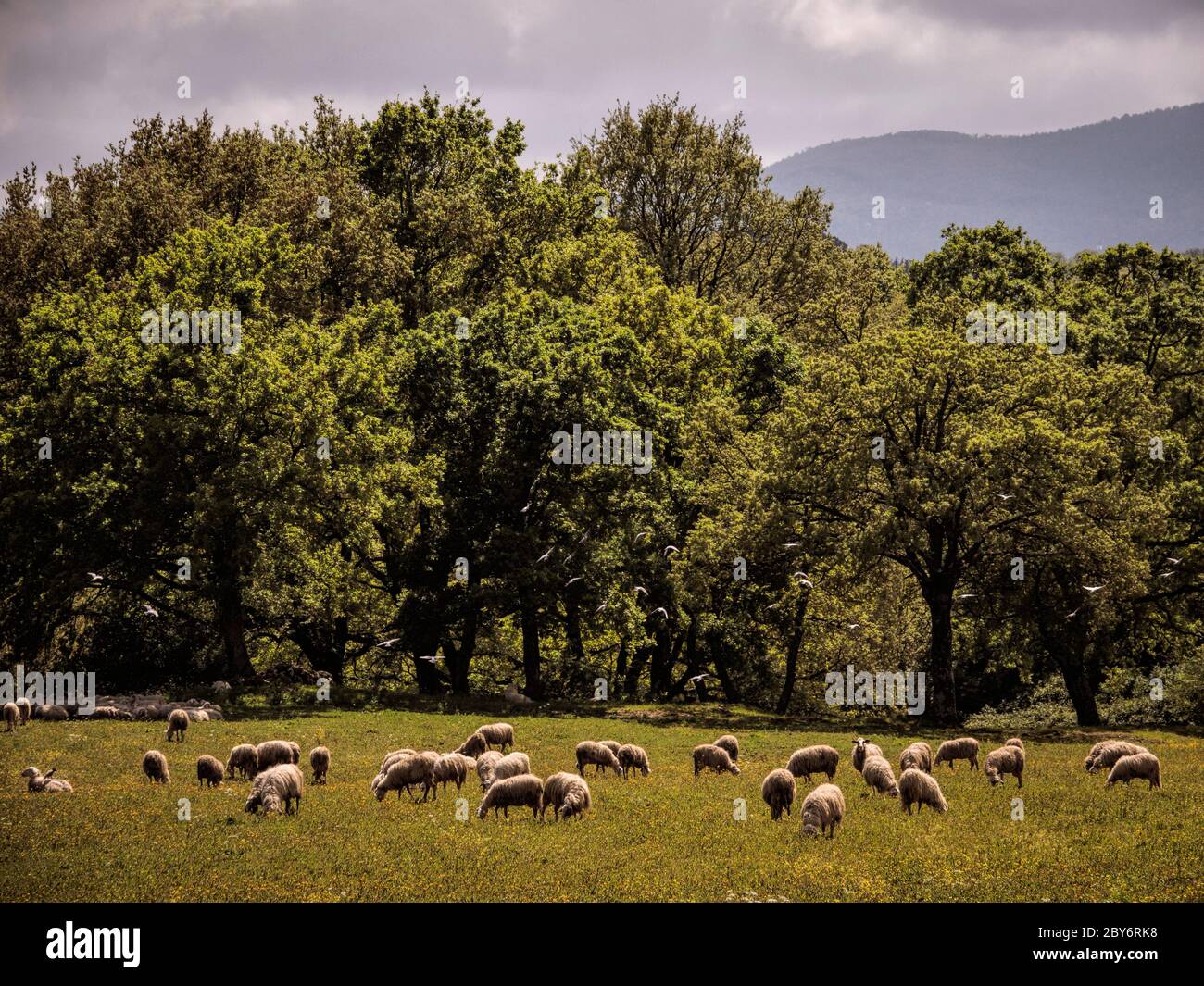 bucolic scene in the Roman countryside, a flock of sheep among the ...