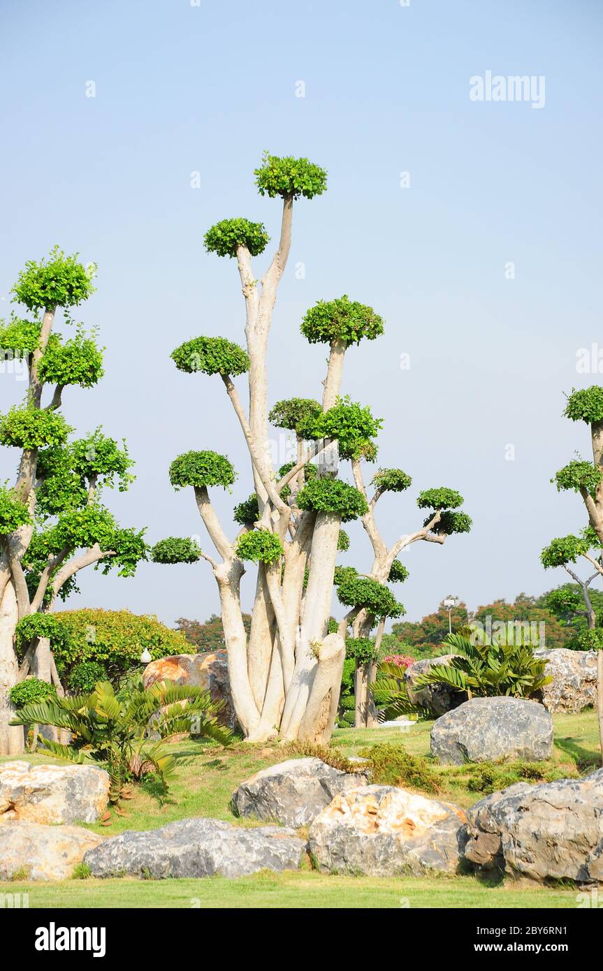 fancy shaped decorative tree Stock Photo - Alamy