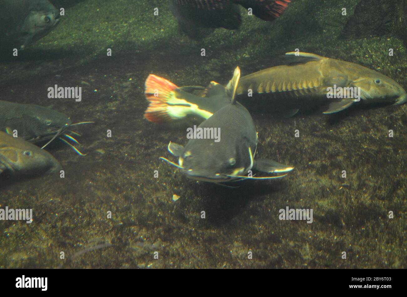 Tropical fish in aquarium, Berlin Stock Photo - Alamy