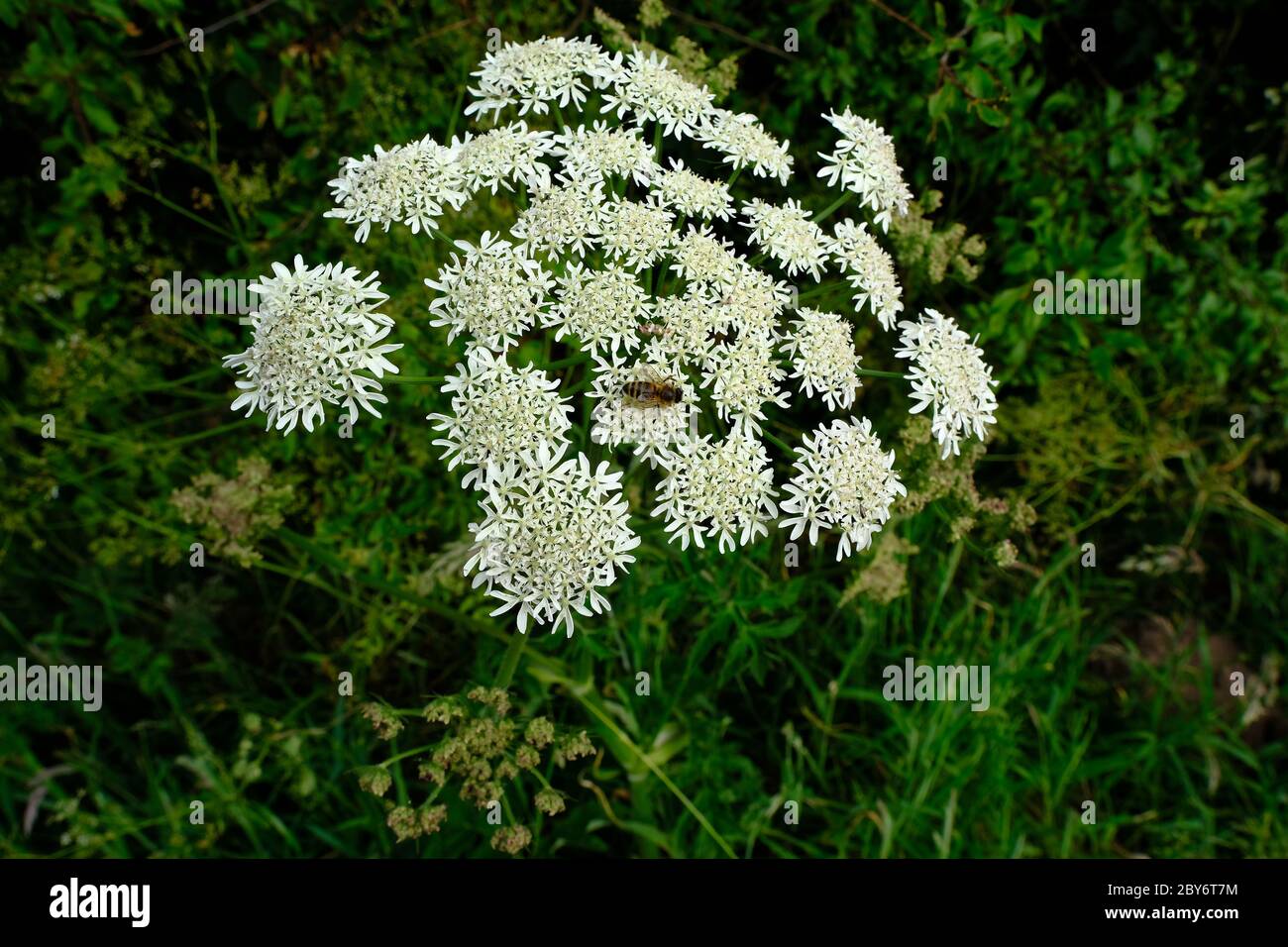 Cow Parsley, Keck, False Wasp, Antriscus, Chervils, Entomology, Wild ...
