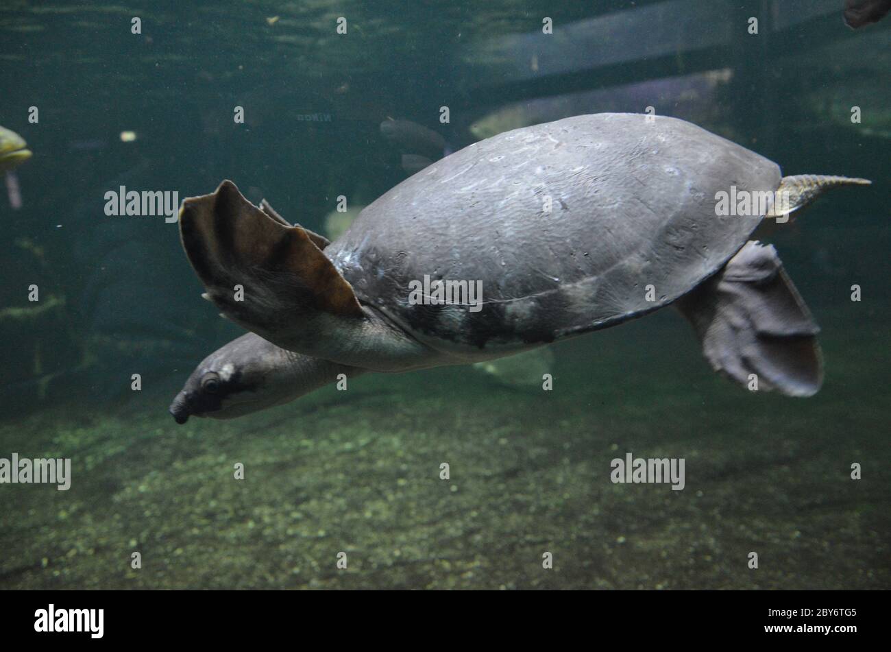 Sea turtle underwater historic hi-res stock photography and images - Alamy