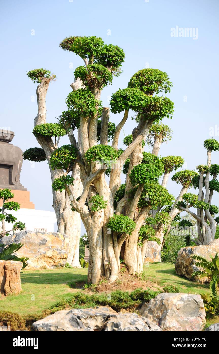 fancy shaped decorative tree Stock Photo - Alamy