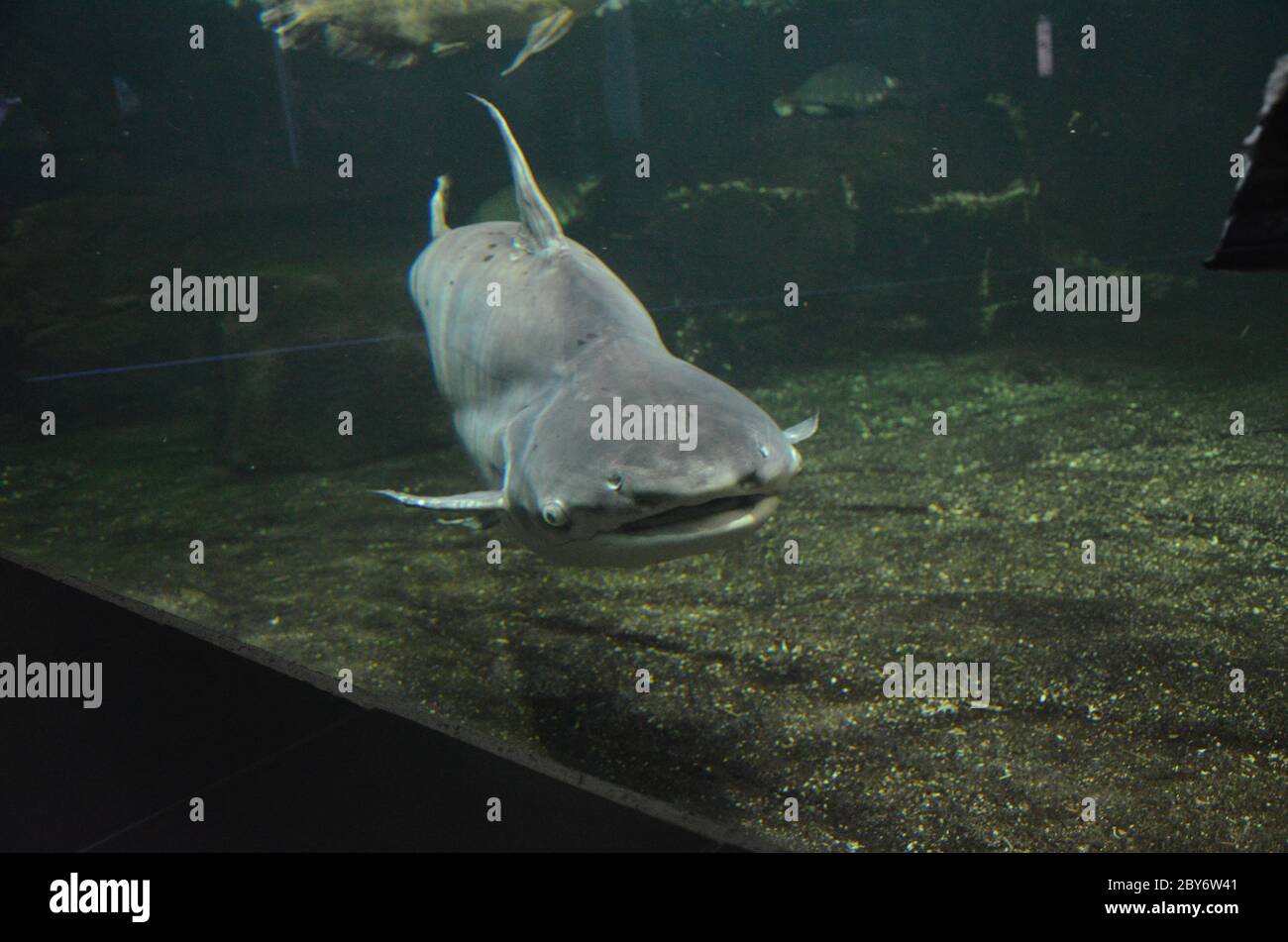Tropical fish in aquarium, Berlin Stock Photo - Alamy
