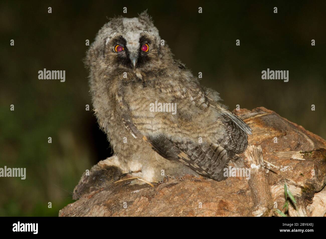 Koala cat hi-res stock photography and images - Alamy