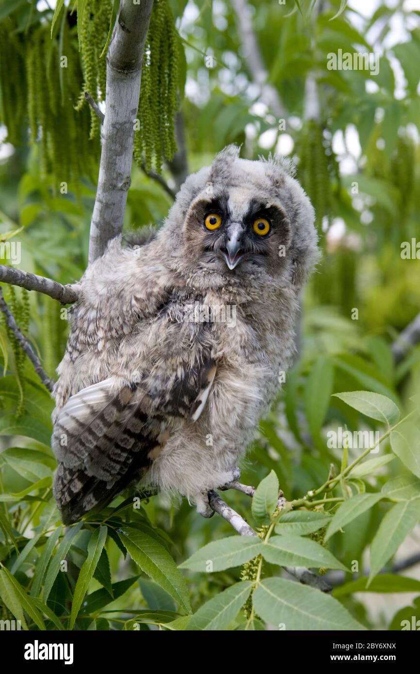 long-eared owl (Asio otus), also known as the northern long-eared owl ...