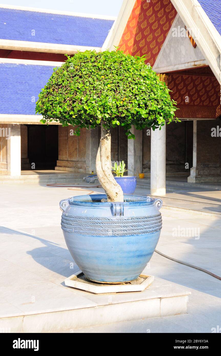 fancy shaped decorative tree Stock Photo - Alamy