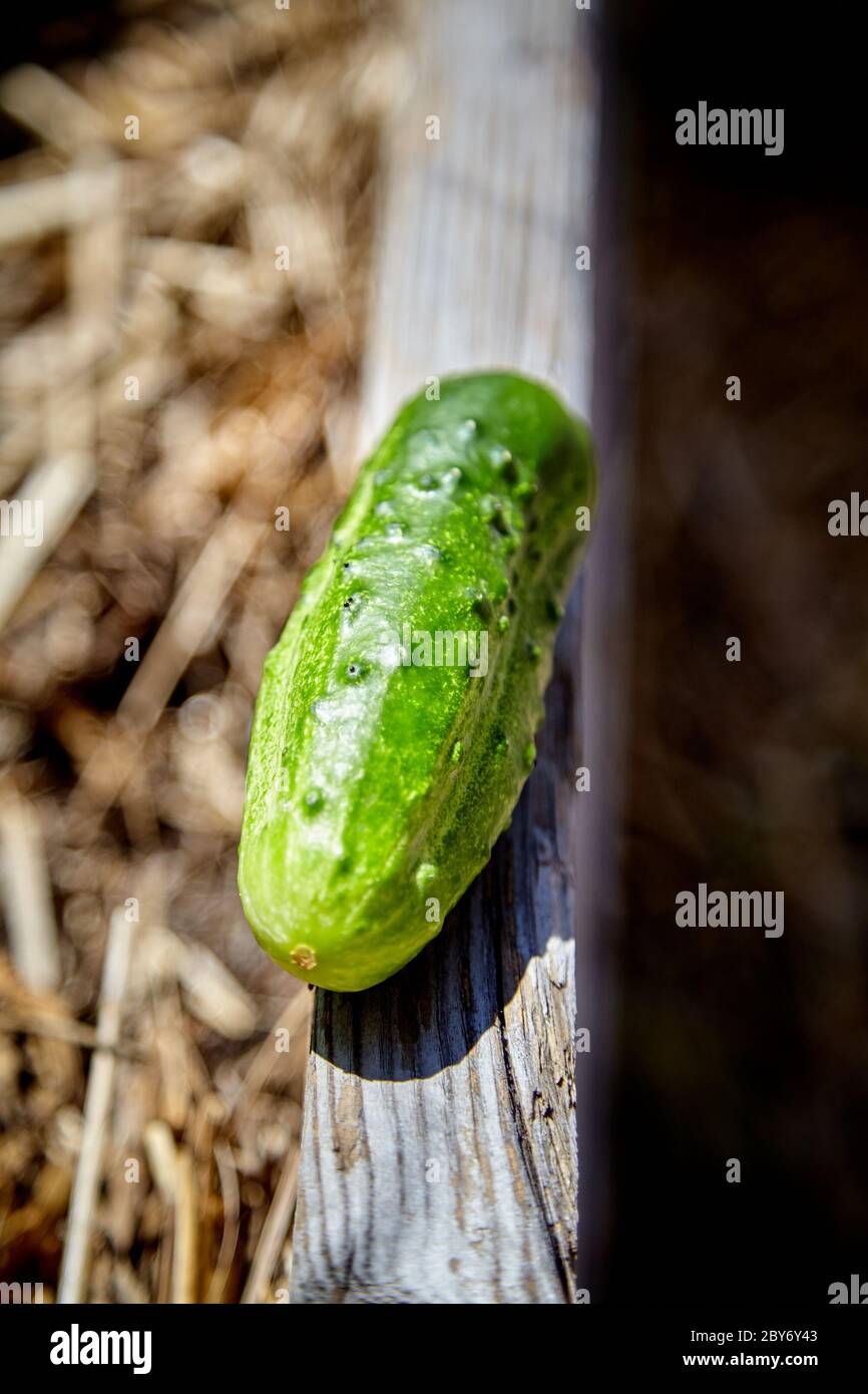 Fresh Cucumber Balanced on a Slat of Wood Stock Photo - Alamy