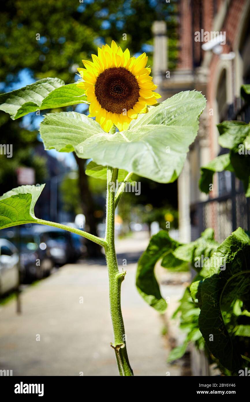 Fuzzy sunflower stem hi-res stock photography and images - Alamy