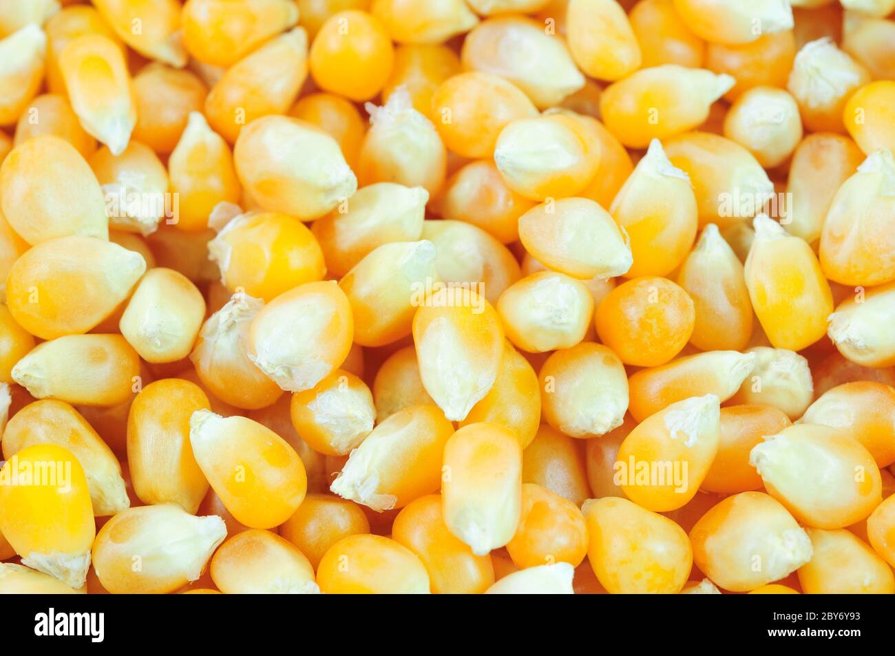 Corn seeds background Stock Photo - Alamy