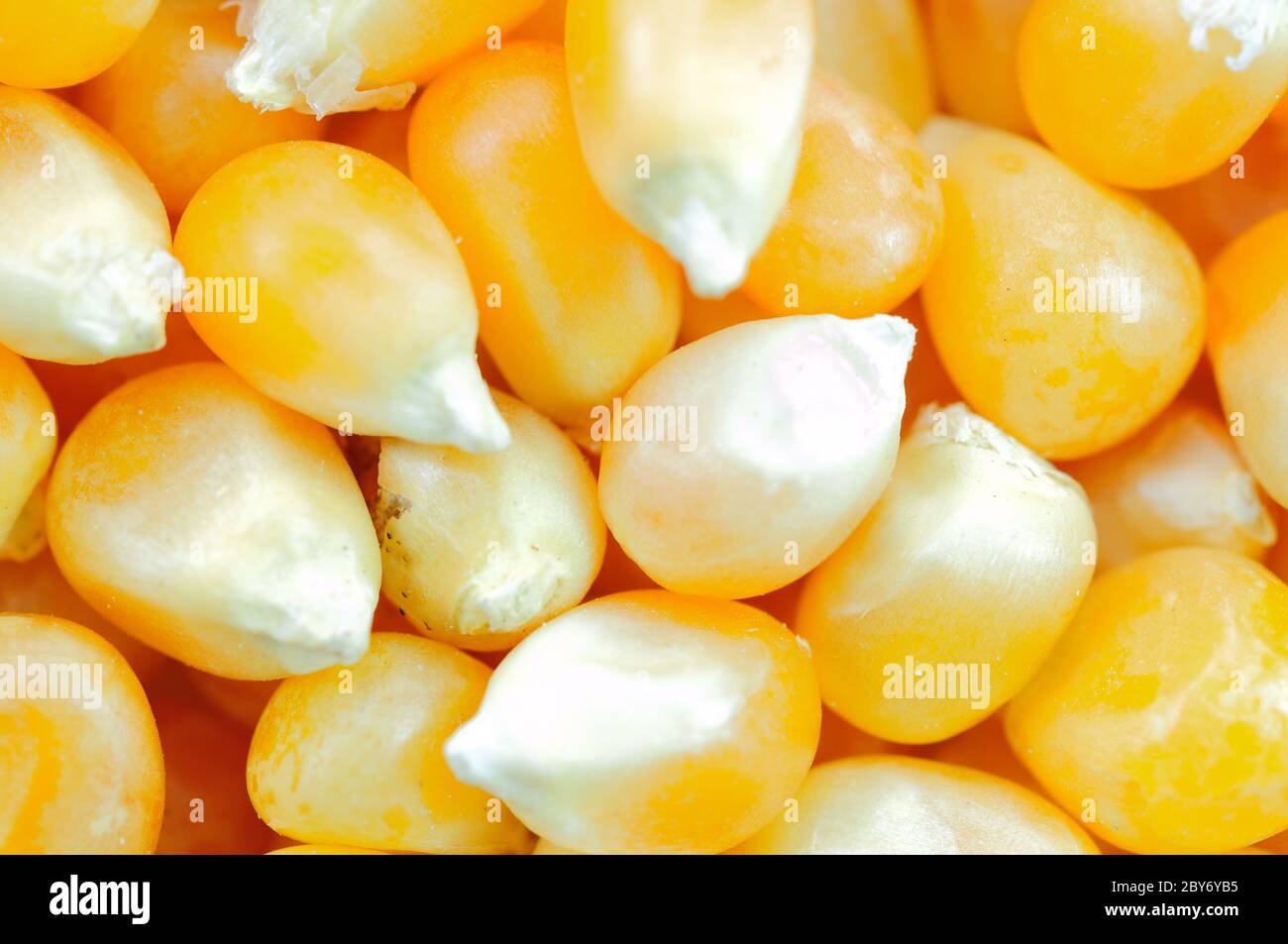 Corn seeds background Stock Photo - Alamy