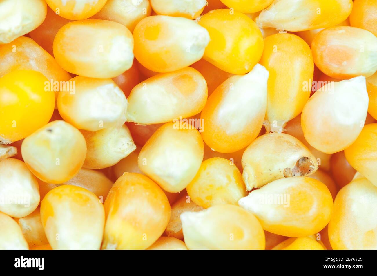 Corn seeds background Stock Photo - Alamy