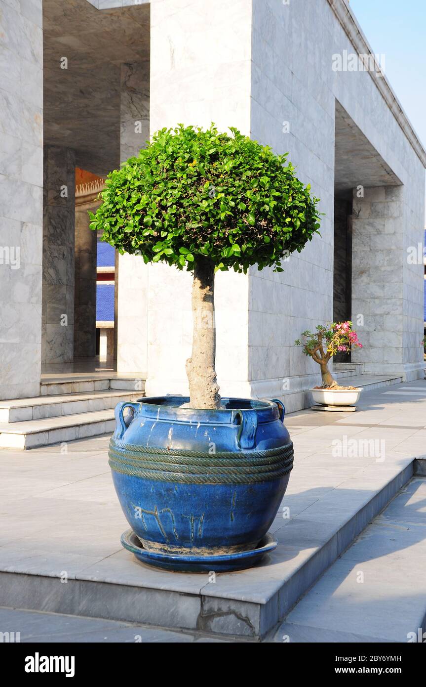 fancy shaped decorative tree Stock Photo - Alamy
