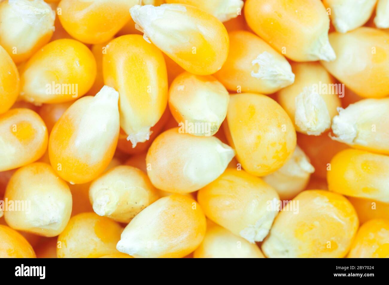 Corn seeds background Stock Photo - Alamy