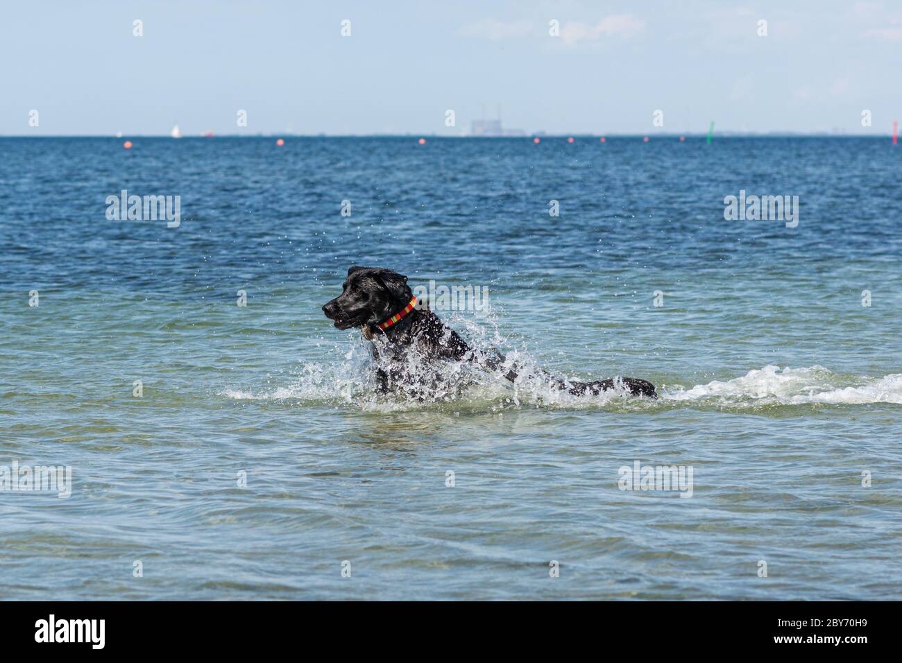 A happy and playful black labrador retriever dog swim and play in the ...