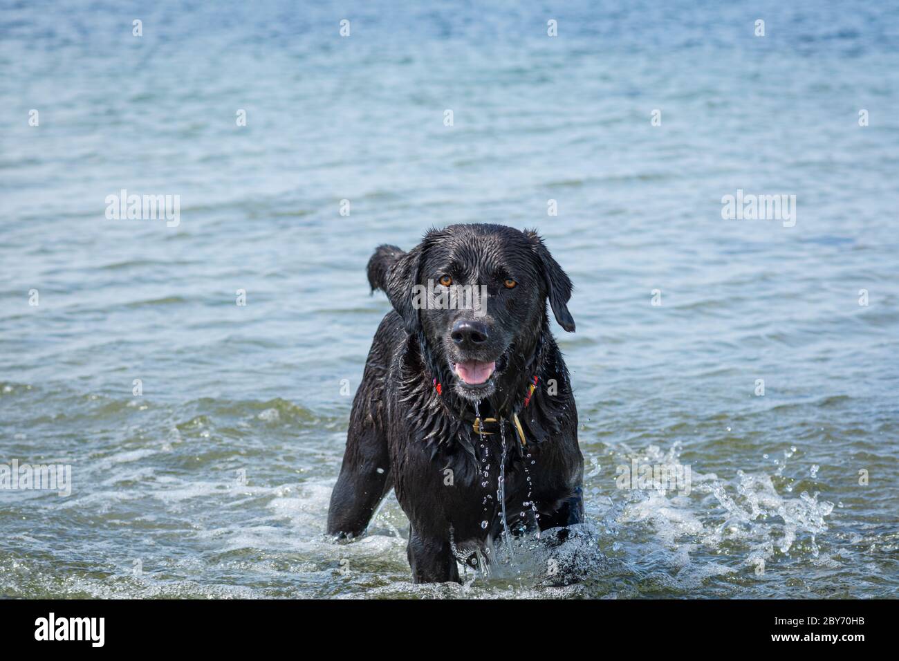 A happy and playful black labrador retriever dog swim and play in the ...