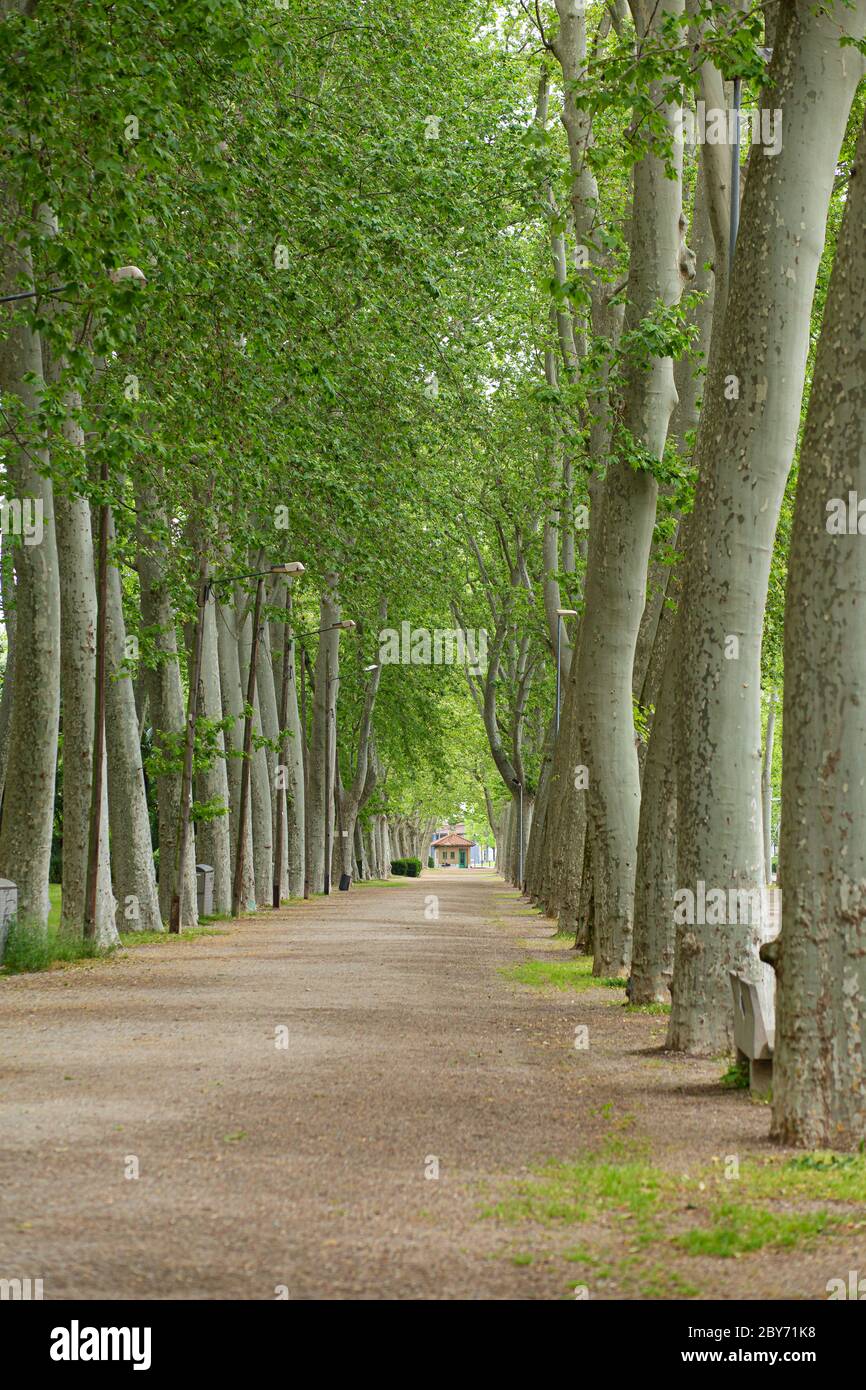 Platanus tree hi-res stock photography and images - Alamy