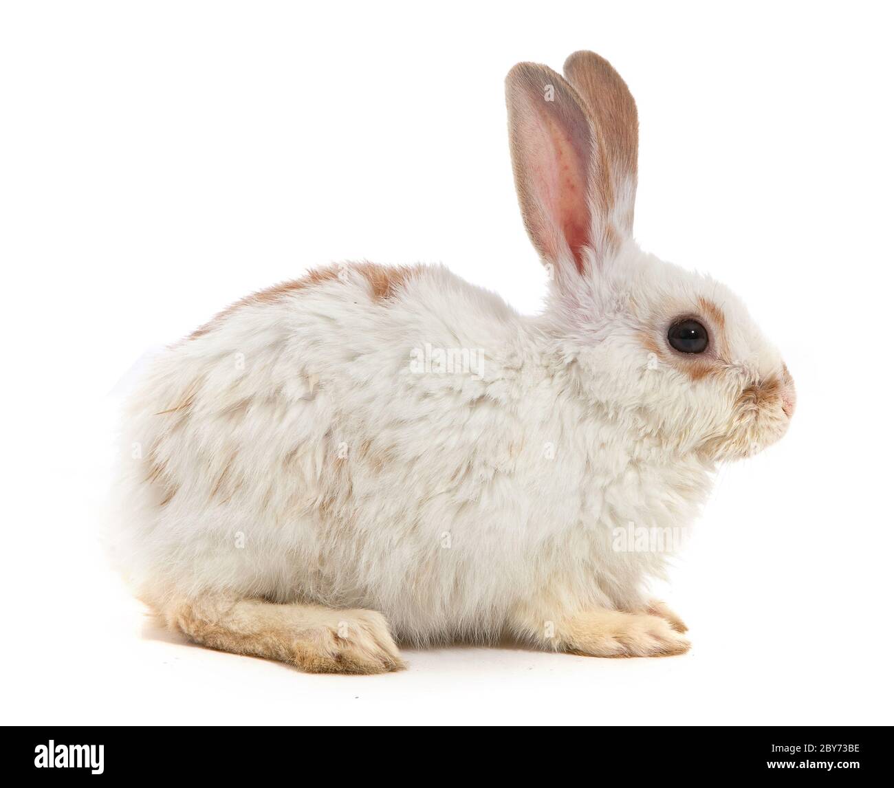 White small rabbit Stock Photo - Alamy