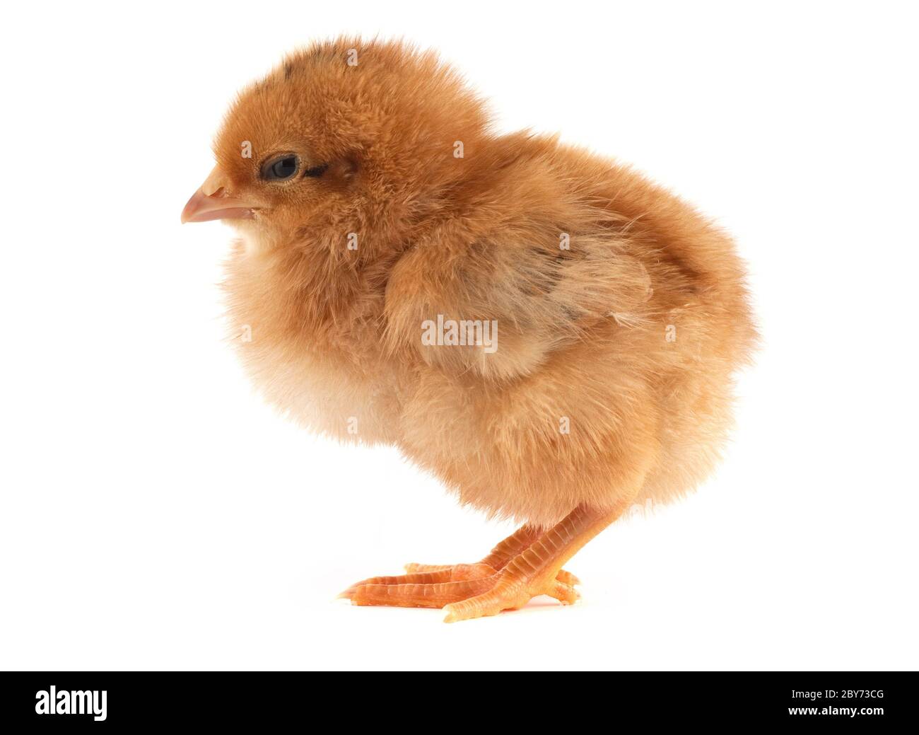 The yellow small chick Stock Photo - Alamy