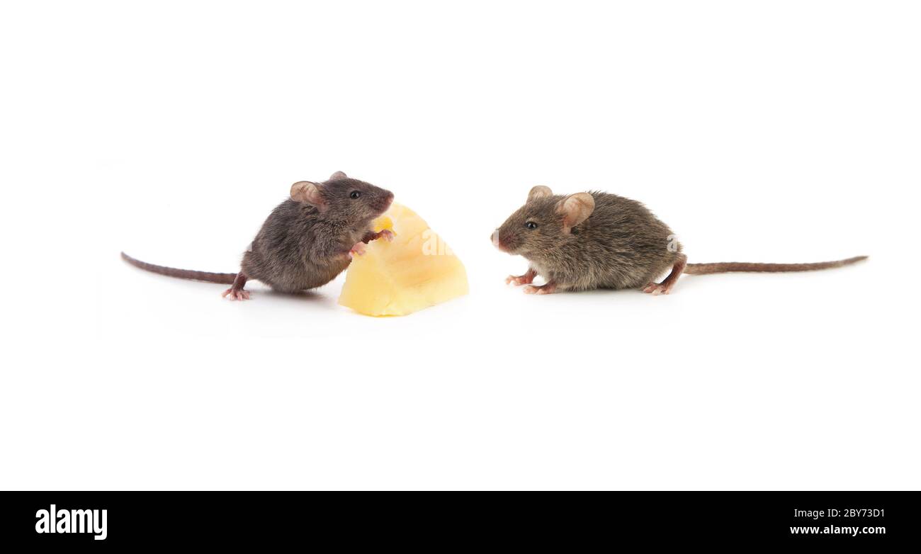Mouse looking up isolated hi-res stock photography and images - Alamy