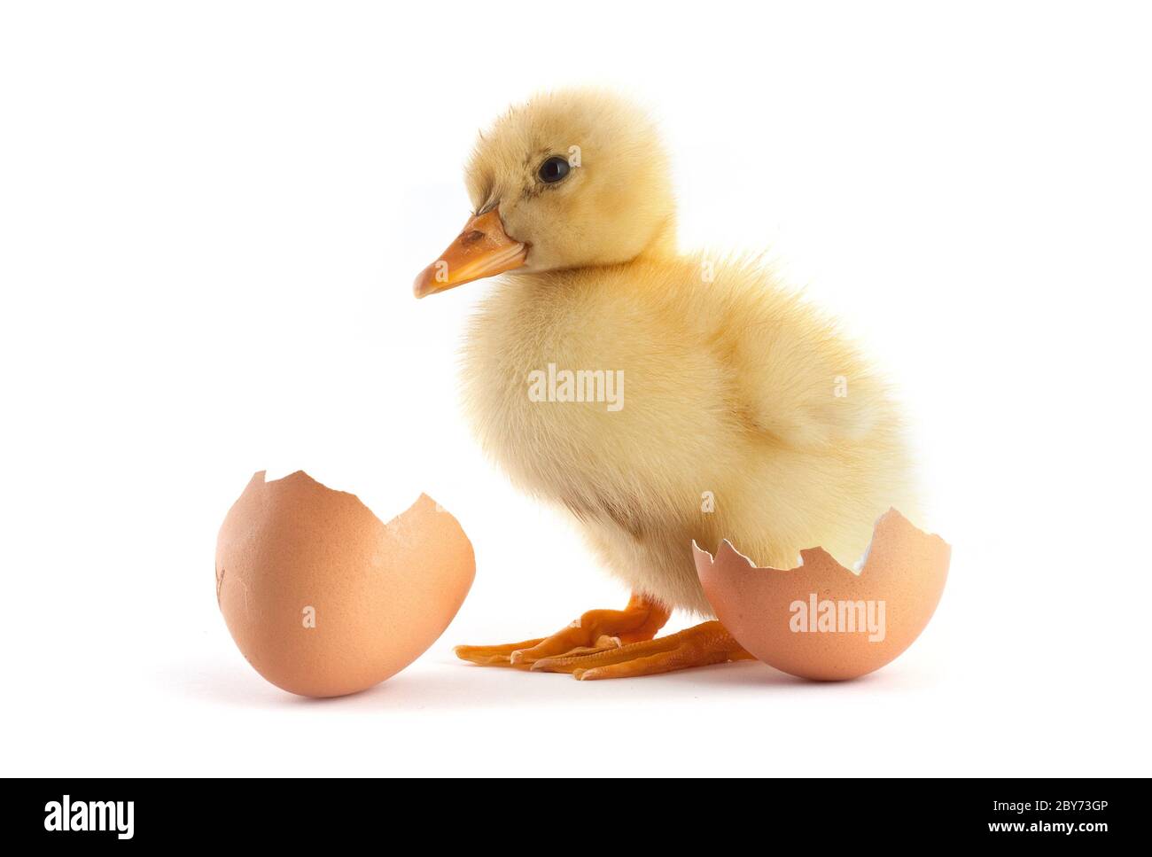 Yellow small duck Stock Photo - Alamy