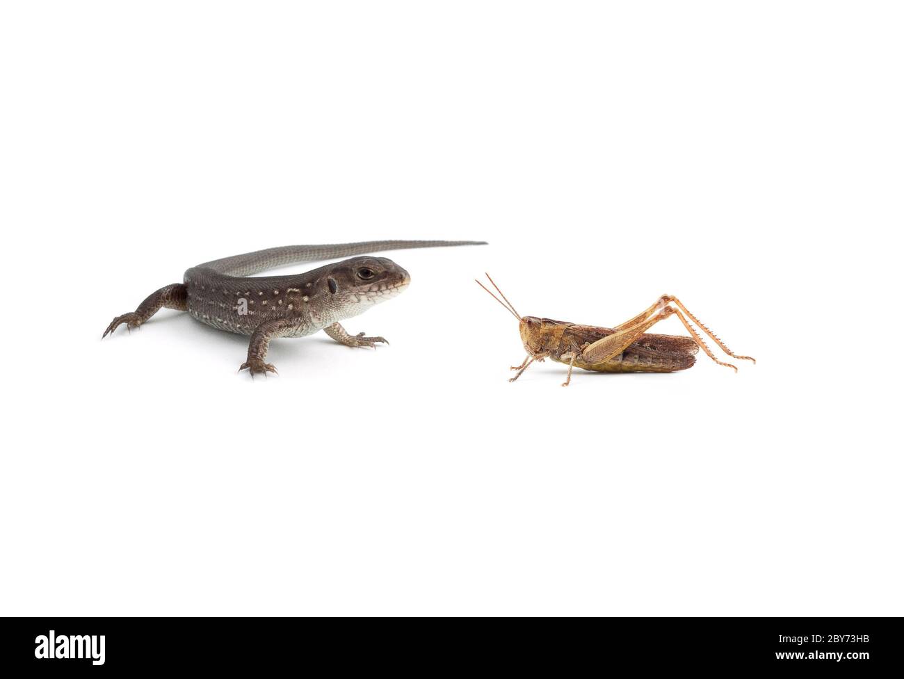 Two lizards and a grasshopper Stock Photo - Alamy
