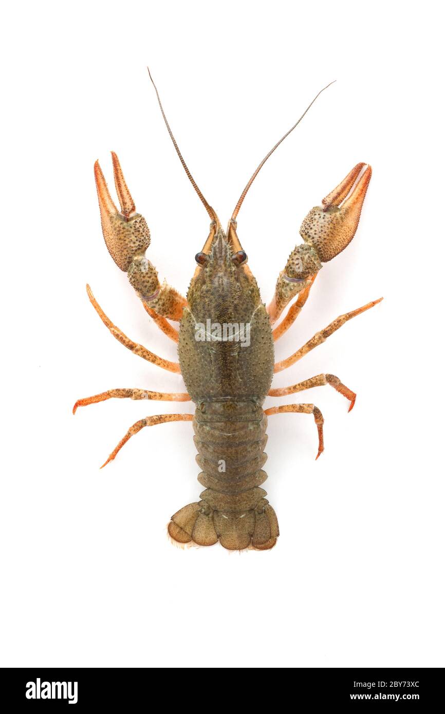 River raw crayfish Stock Photo - Alamy