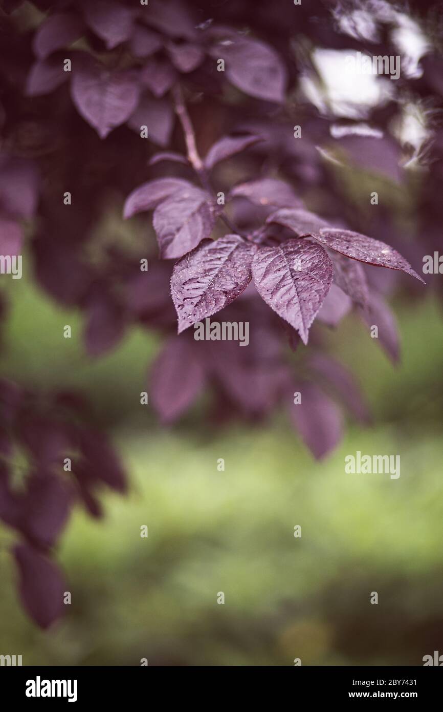 Purple leaves on a tree branch on an autumn nature landscape Stock ...
