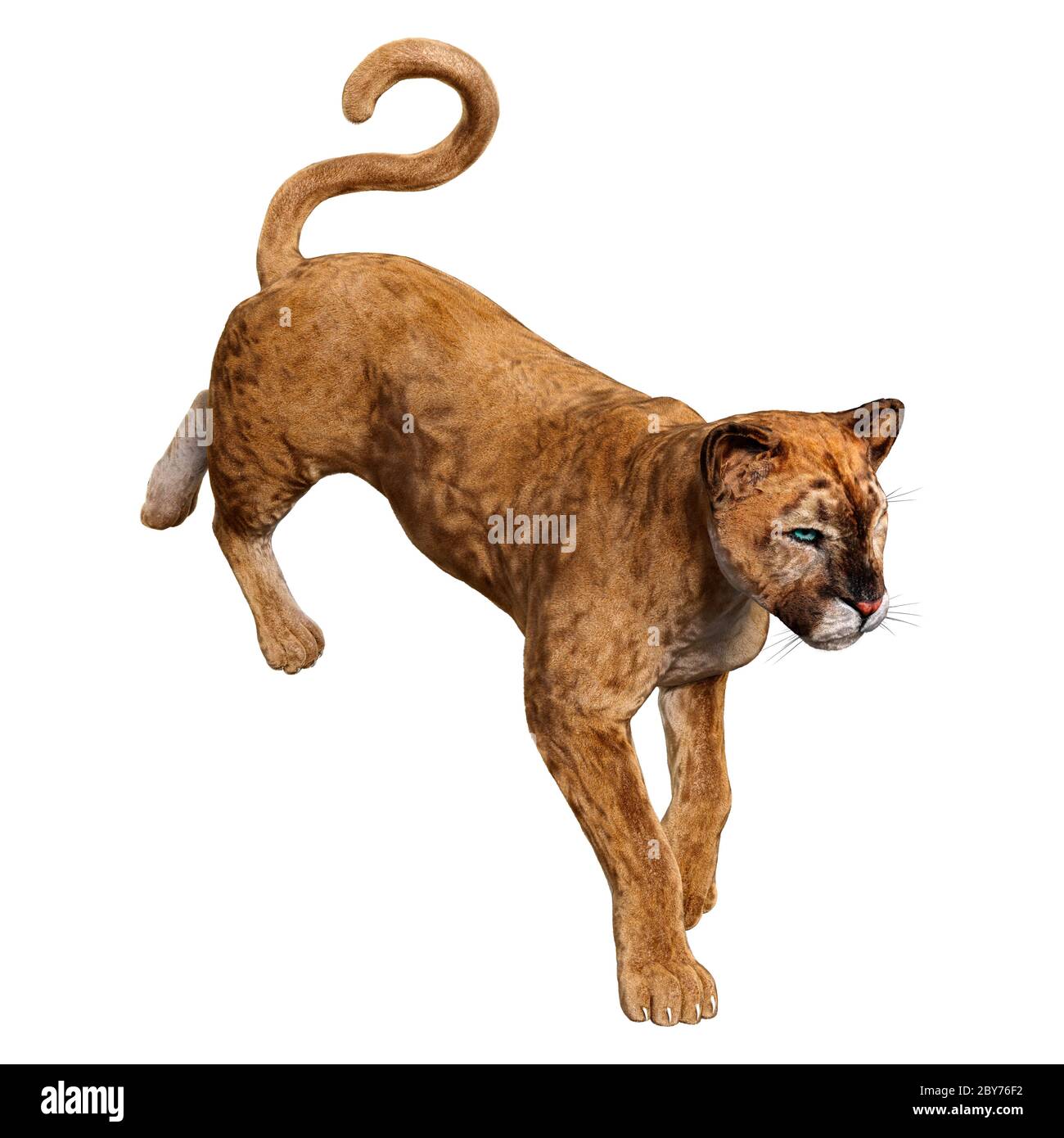 3D rendering of a big cat puma isolated on white background Stock Photo ...