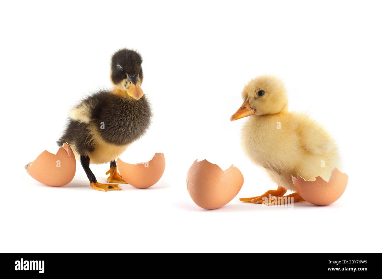 Yellow small duck Stock Photo - Alamy