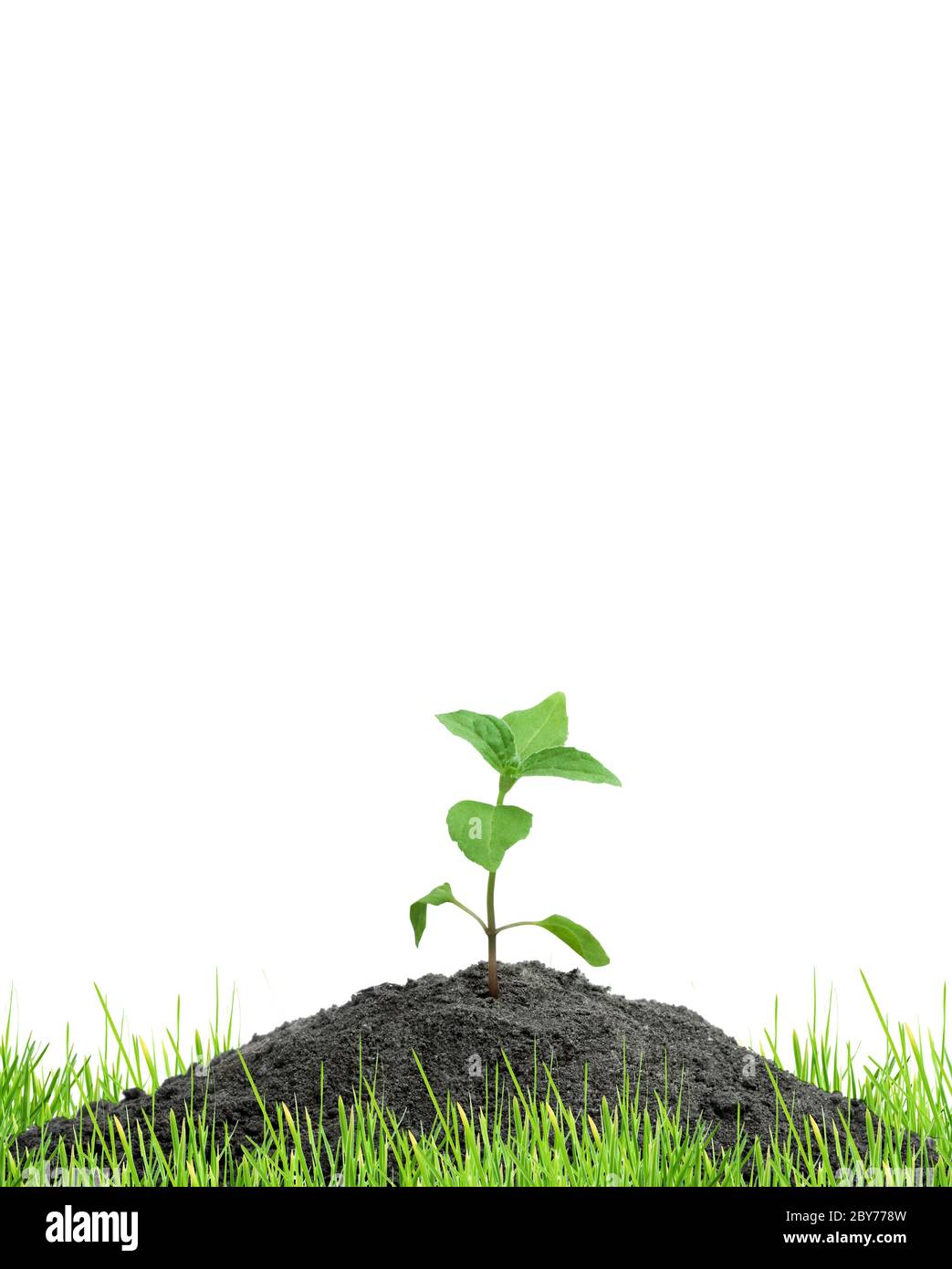 Green sprout isolated on a white background Stock Photo - Alamy