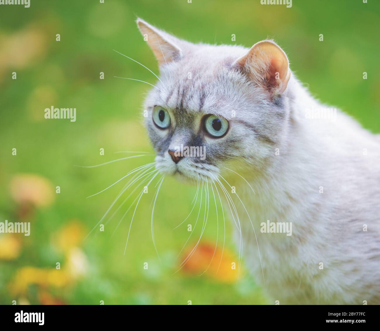Young siamese cat lawn hi-res stock photography and images - Alamy