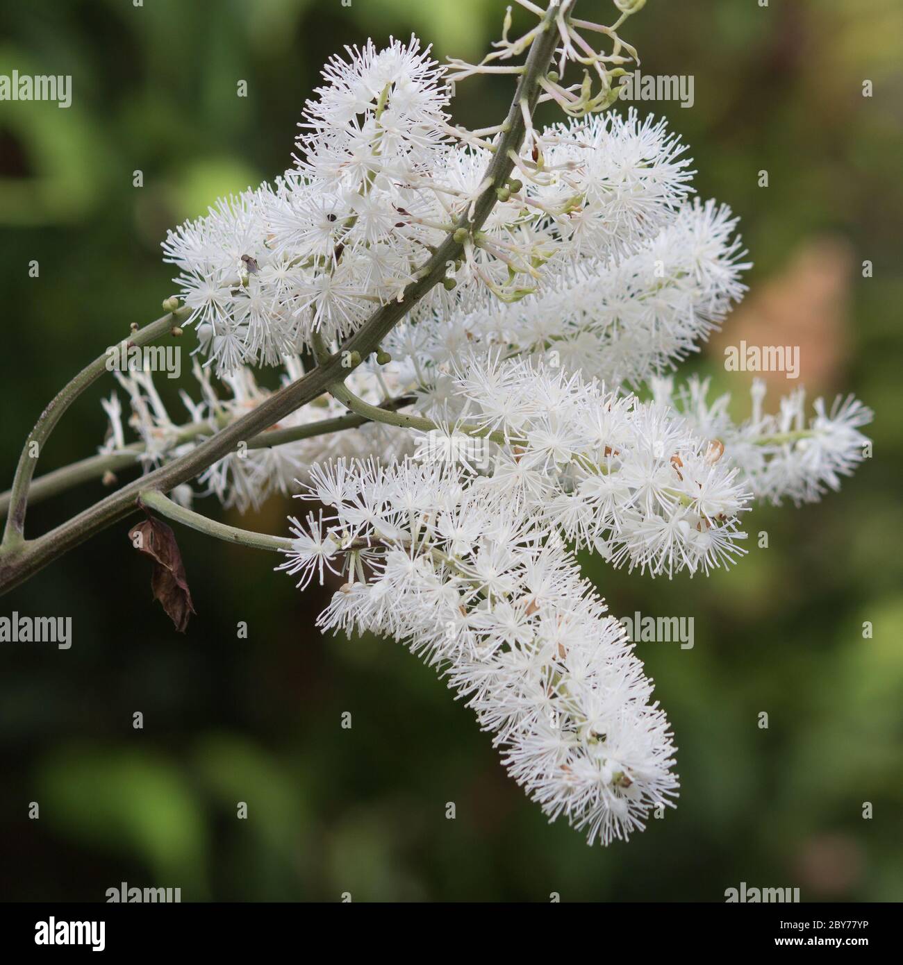 pure white astilbe flower spikes Stock Photo - Alamy