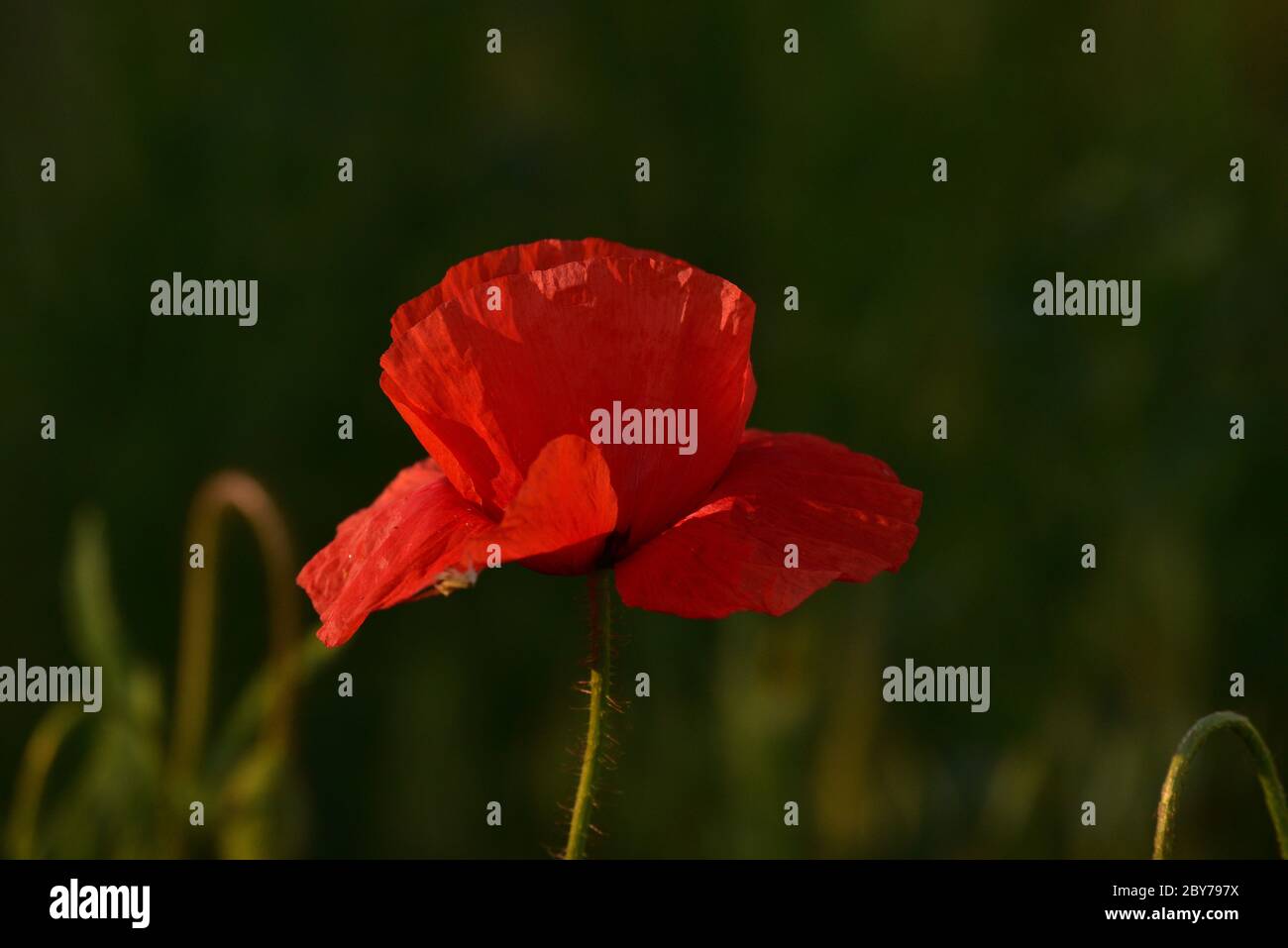 Bright red poppy flowers close-up. Macro shot using bokeh. Suitable for ...