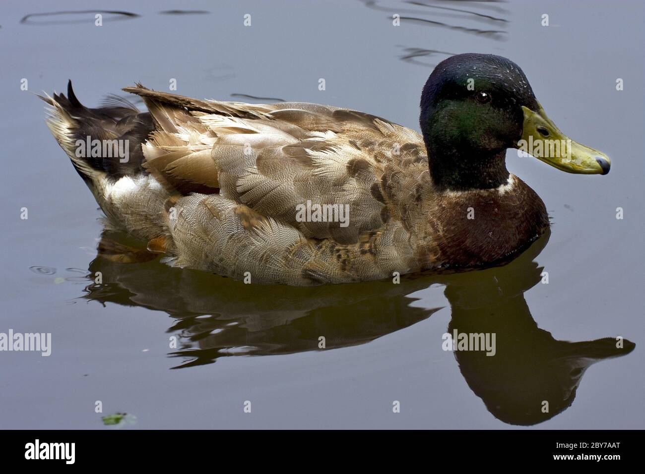 reflex of a duck Stock Photo - Alamy