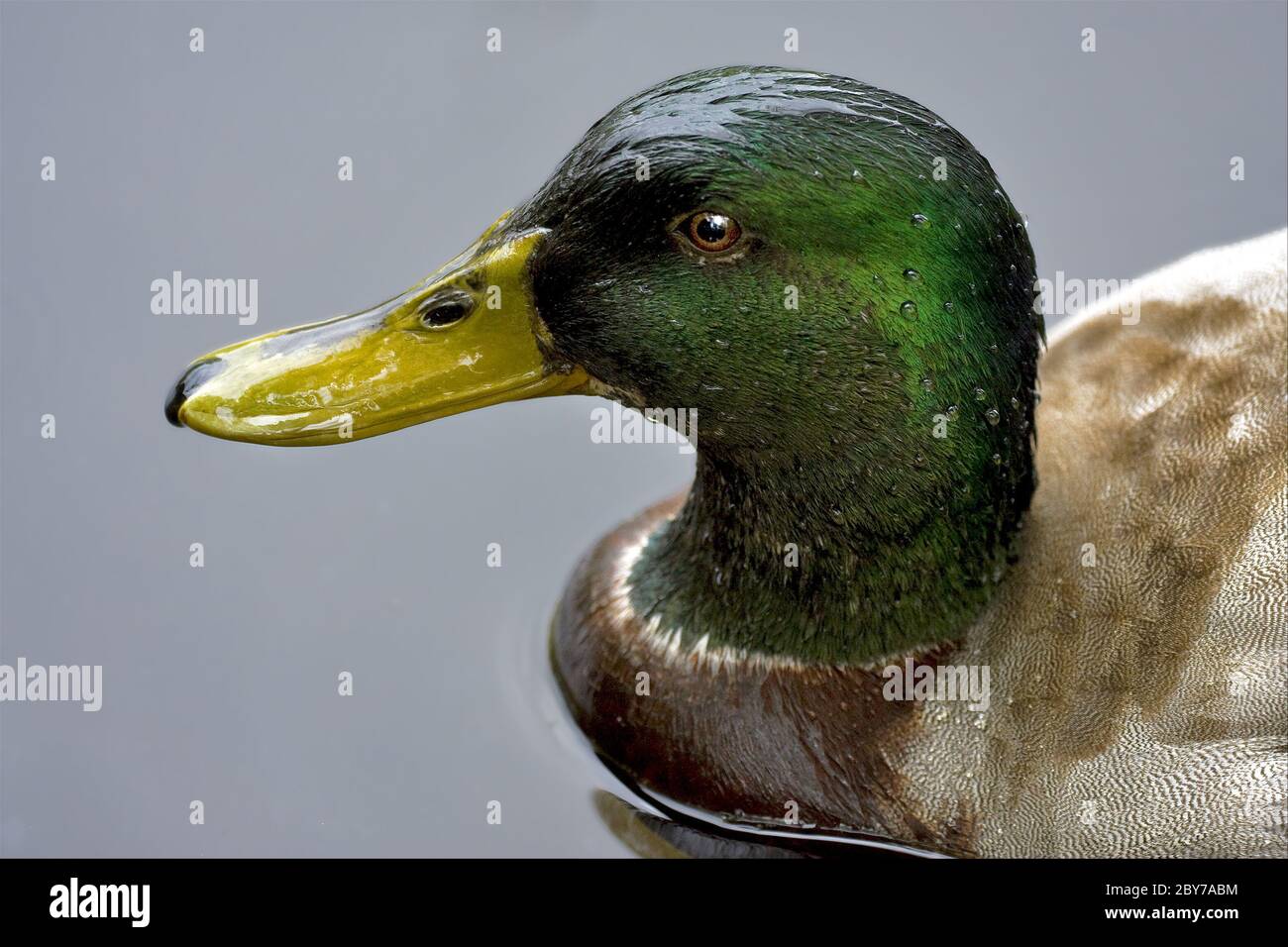 a duck in the grey Stock Photo - Alamy