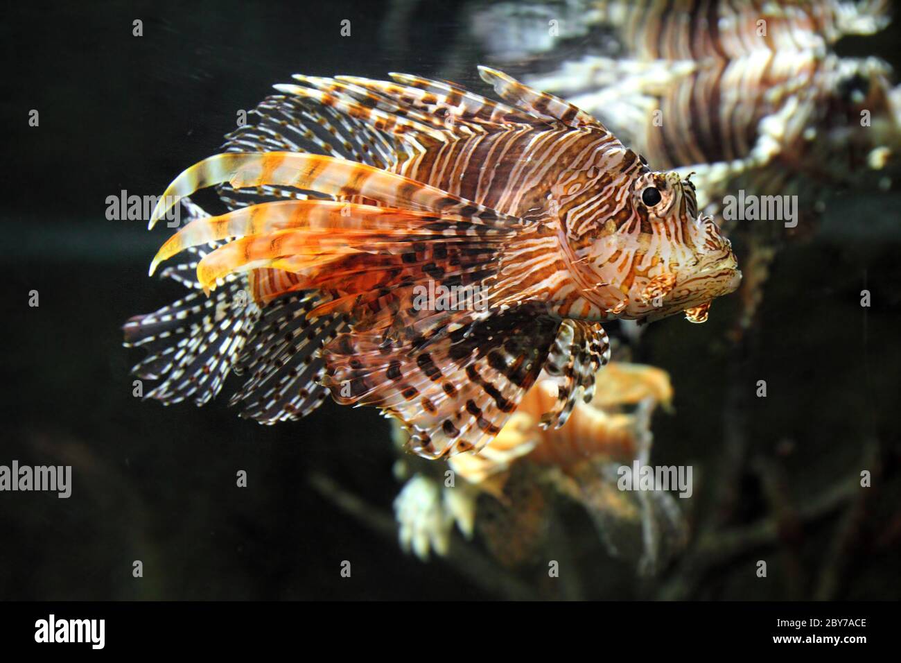 Zebrafish hi-res stock photography and images - Alamy