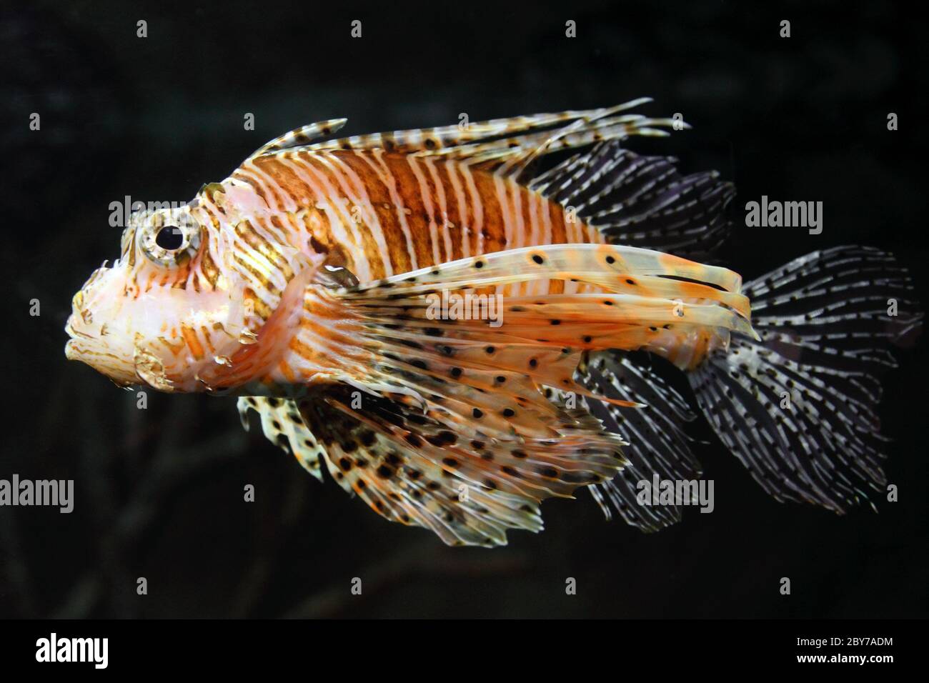 Zebrafish hi-res stock photography and images - Alamy